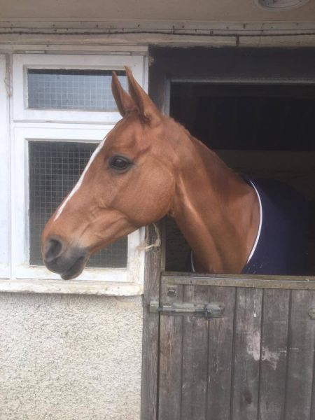 Petplan Equine Ambassador, Jack Stancombe on his summer eventing