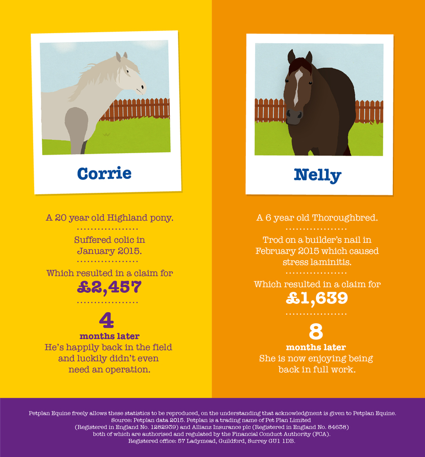 The Top 5 Most Common Health Conditions in Horses | Petplan Equine
